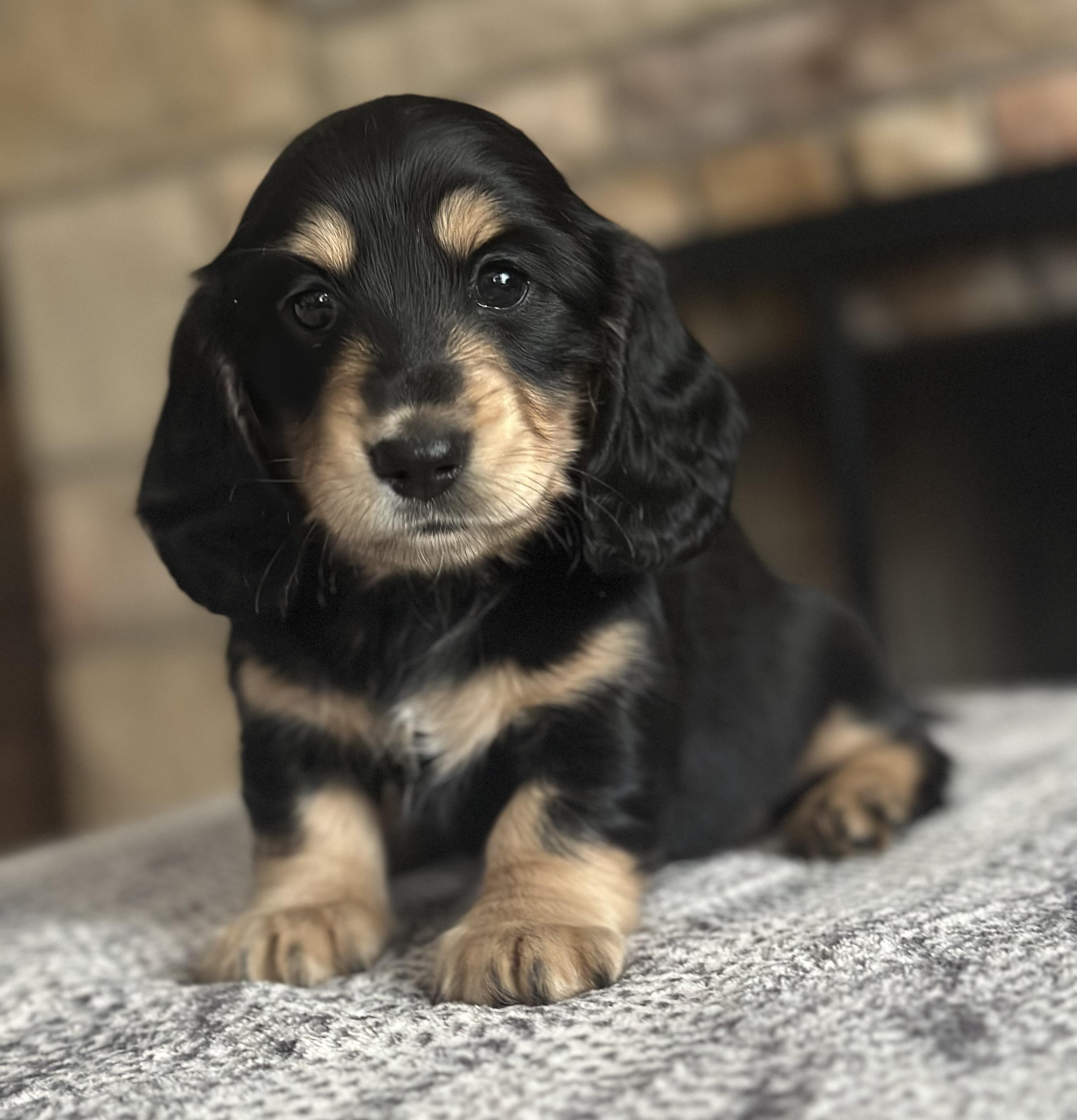 Southern Sash Doxies in Pennsylvania | Dachshund puppies | Good Dog