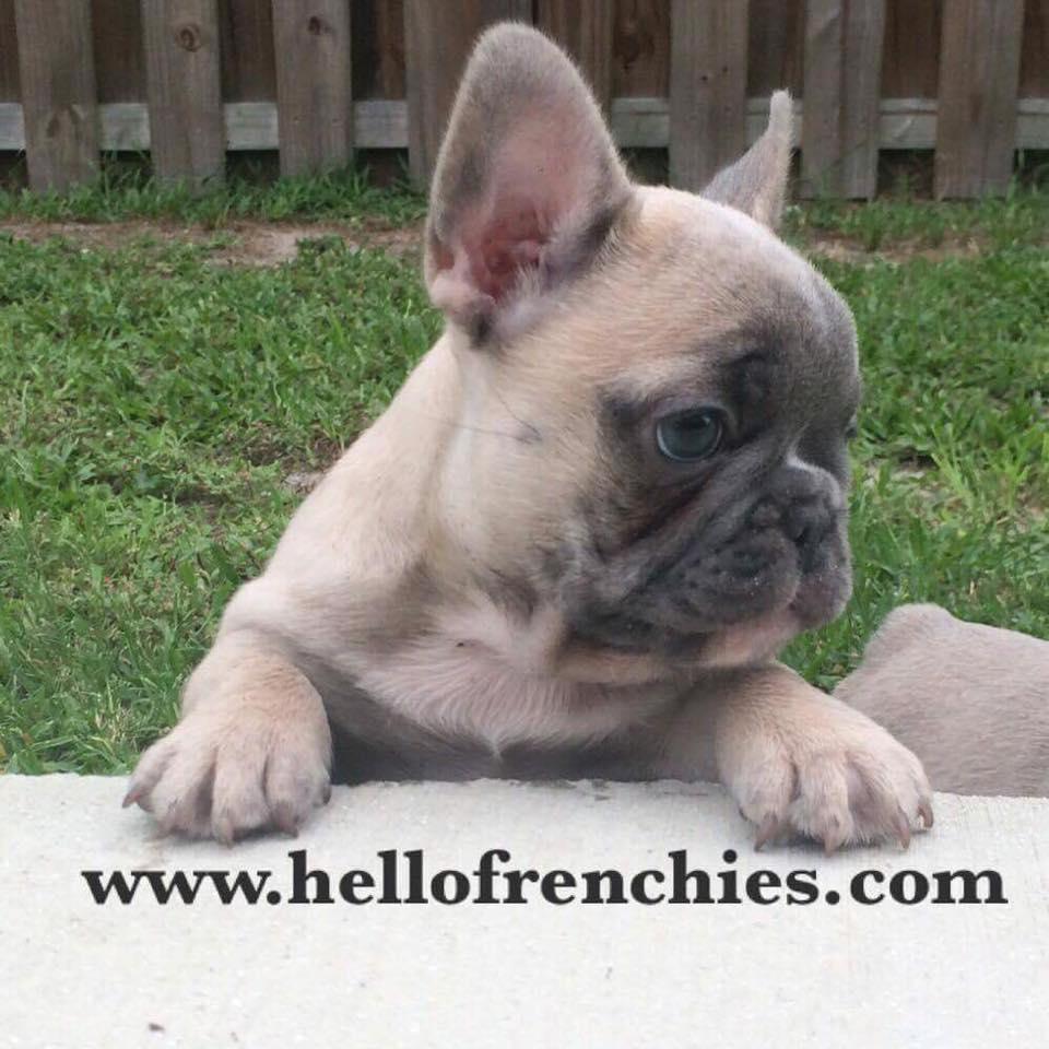 Hello Frenchies in Florida | French Bulldog puppies | Good Dog
