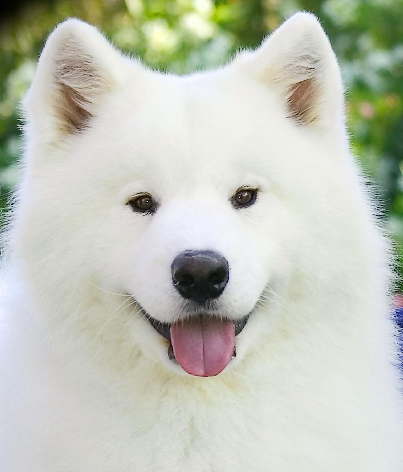 Bruin Samoyeds in California | Samoyed puppies | Good Dog