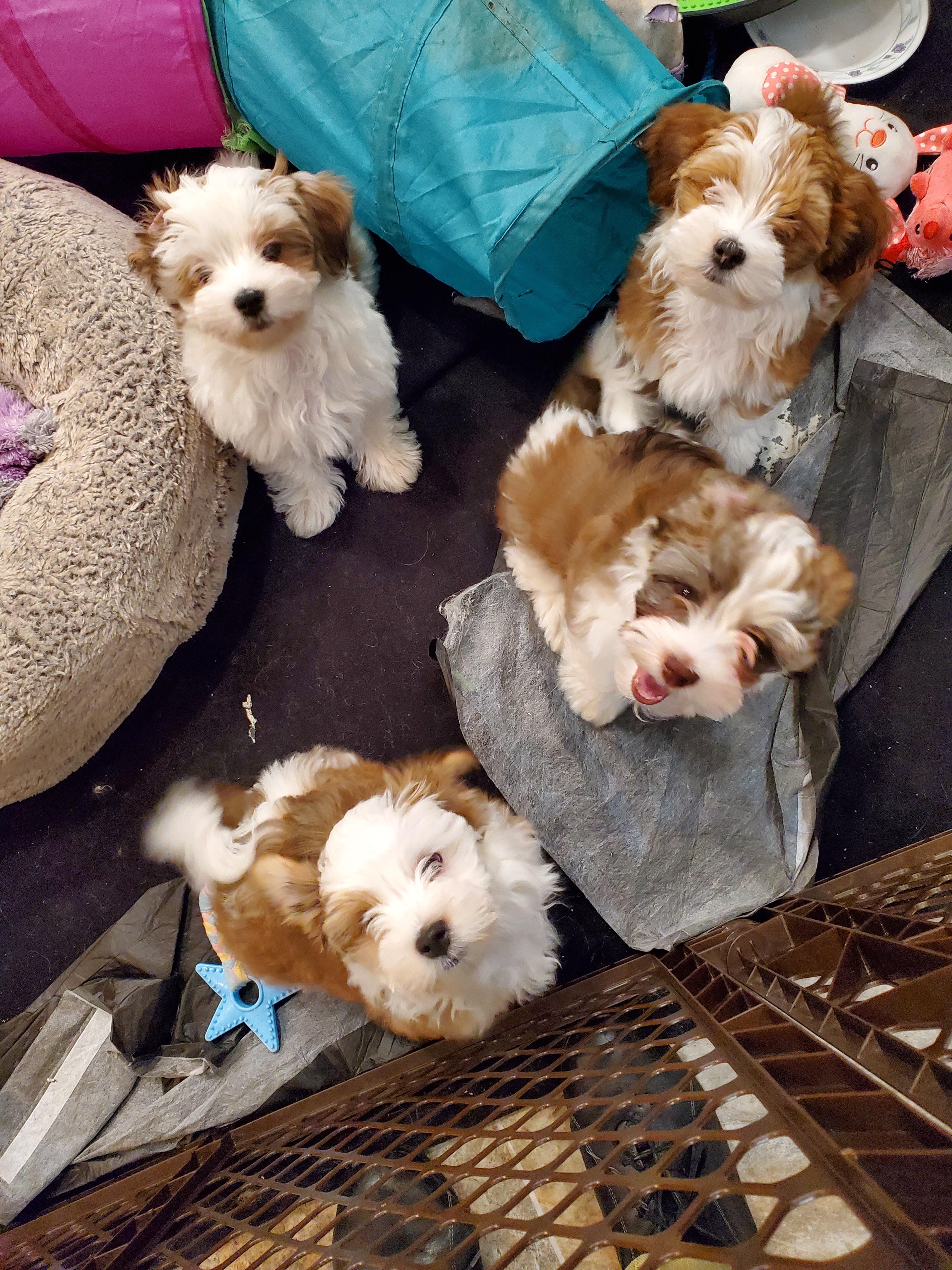 GoldDust Havanse in Maryland | Havanese puppies | Good Dog