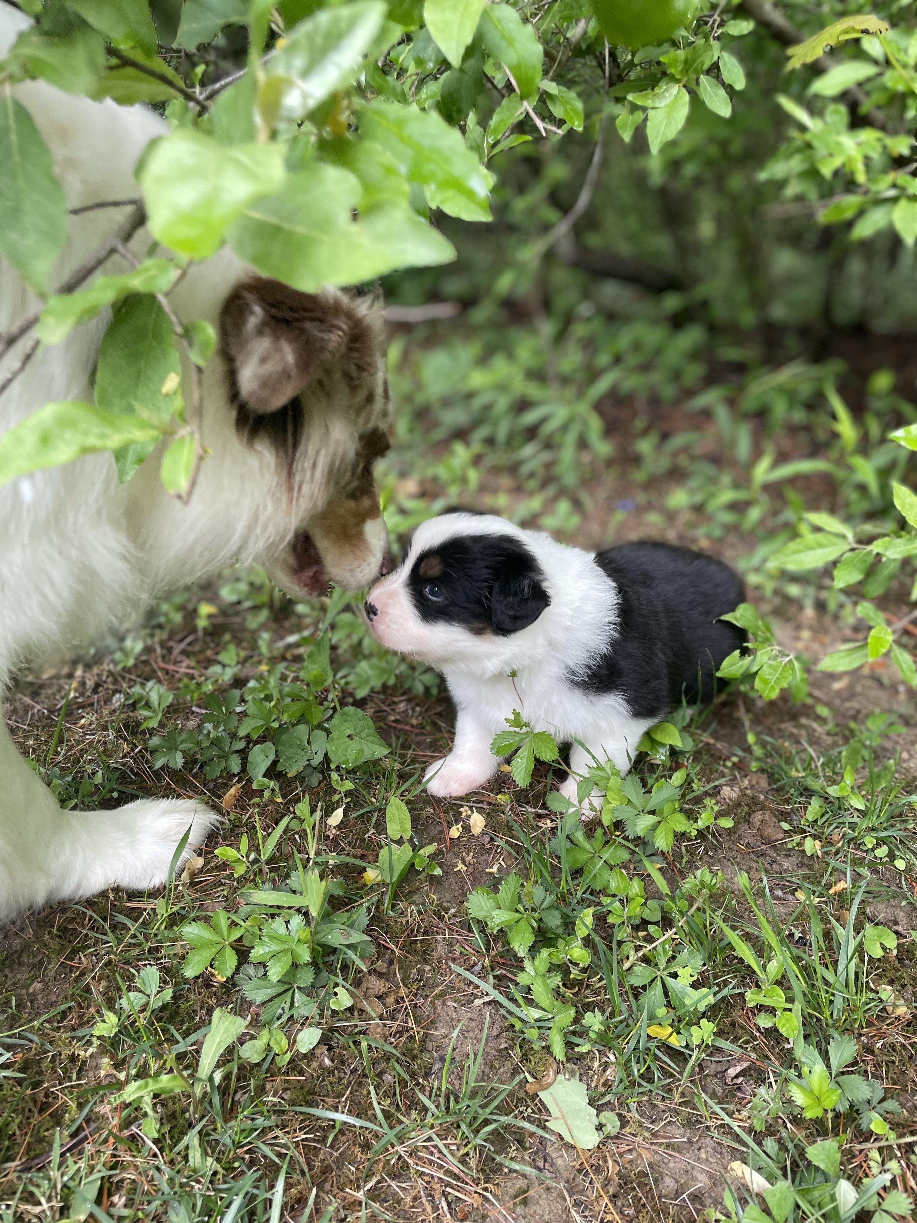 Obsidian Australian Shepherd in Virginia | Australian Shepherd puppies ...