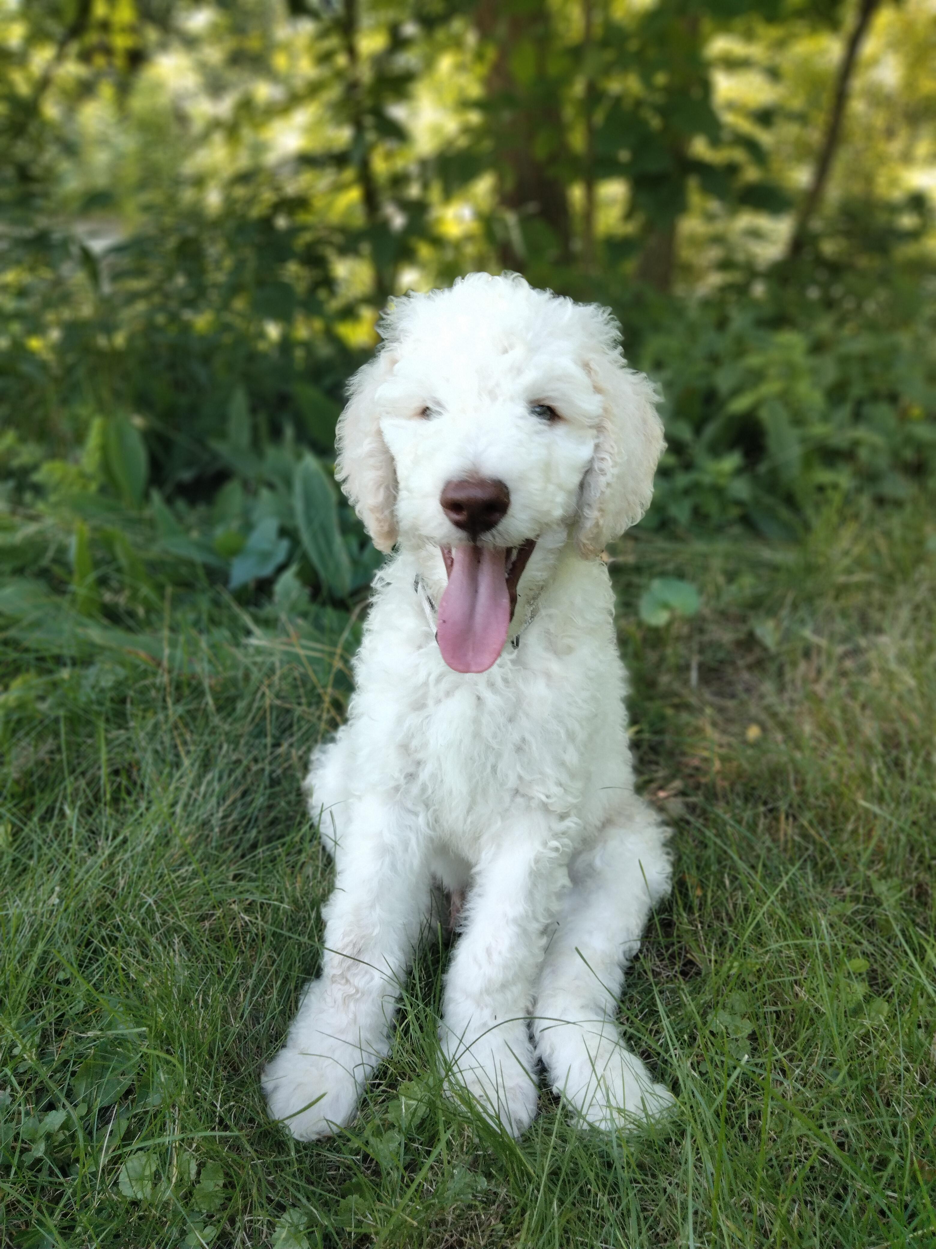 Jessica's Poodles in Wisconsin | Poodle puppies | Good Dog
