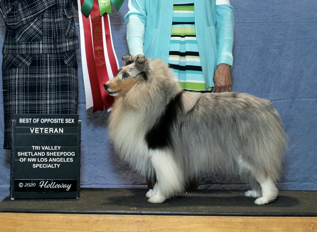 Shooting Star Shelties in California | Shetland Sheepdog puppies | Good Dog