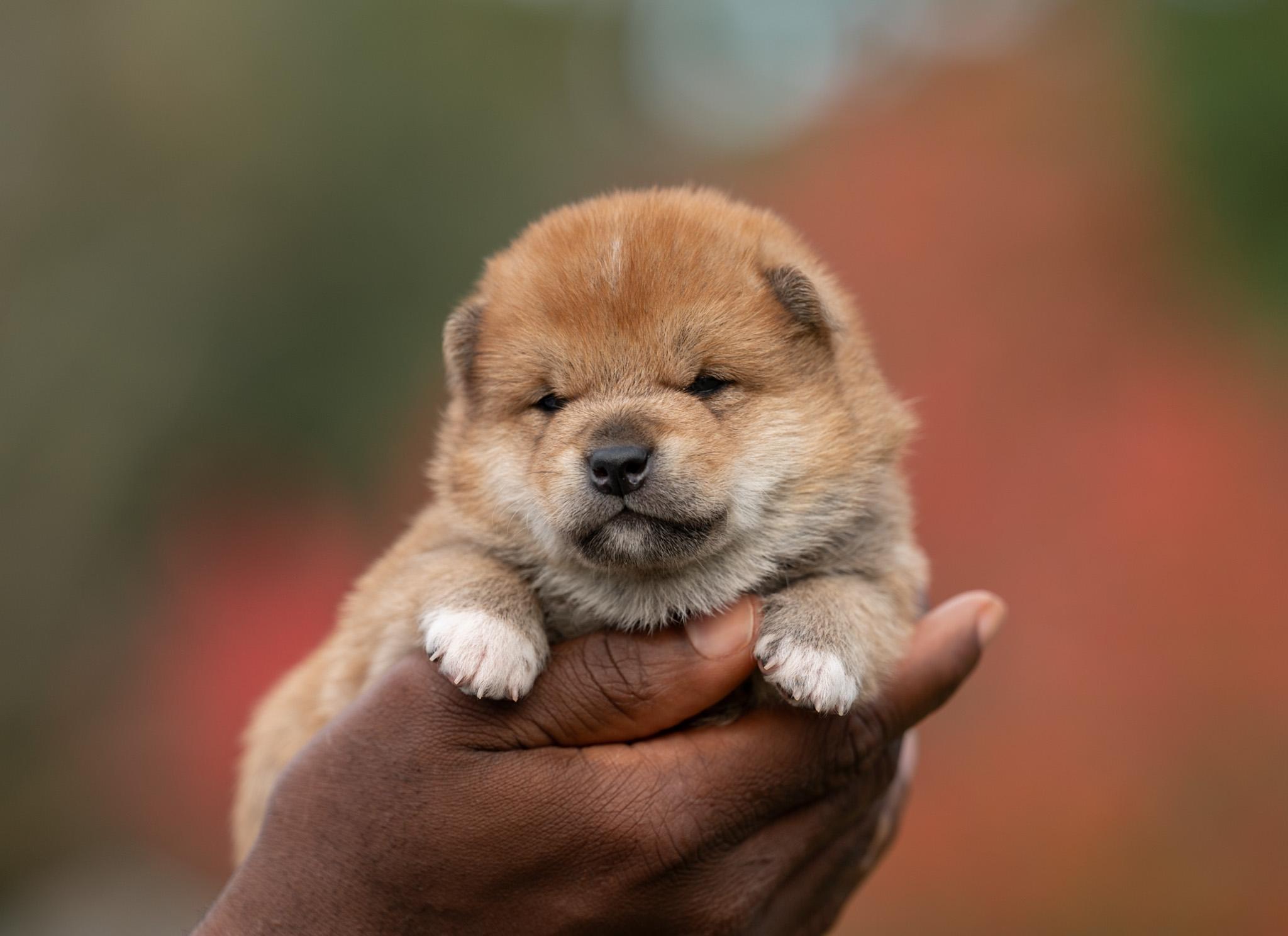 Evenfalls Shiba Inu in Georgia | Shiba Inu puppies | Good Dog
