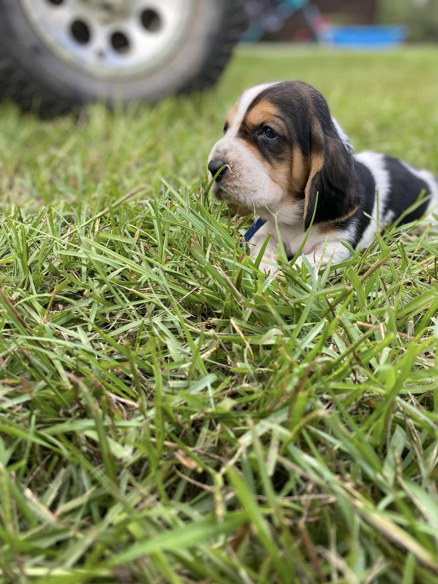 Brannon Bassets in Florida | Basset Hound puppies | Good Dog