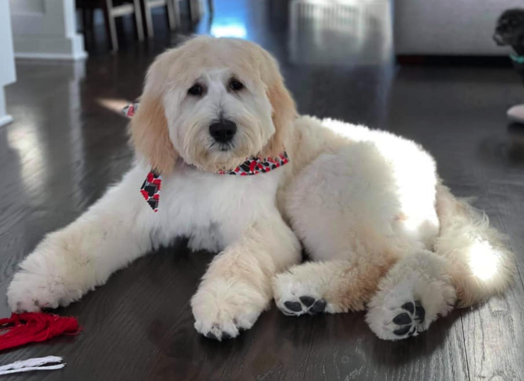 Heart of Michigan Goldendoodles in Michigan | Goldendoodle puppies ...