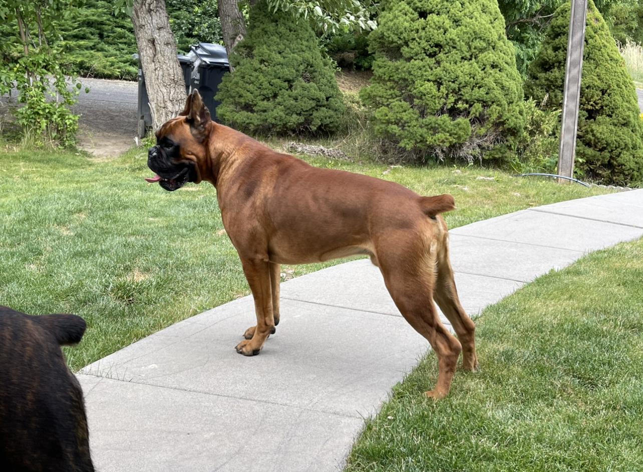 Hulse River Boxers in Washington | Boxer puppies | Good Dog