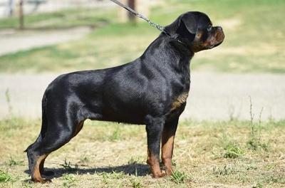 Vom Haus Flores in California | Rottweiler puppies | Good Dog