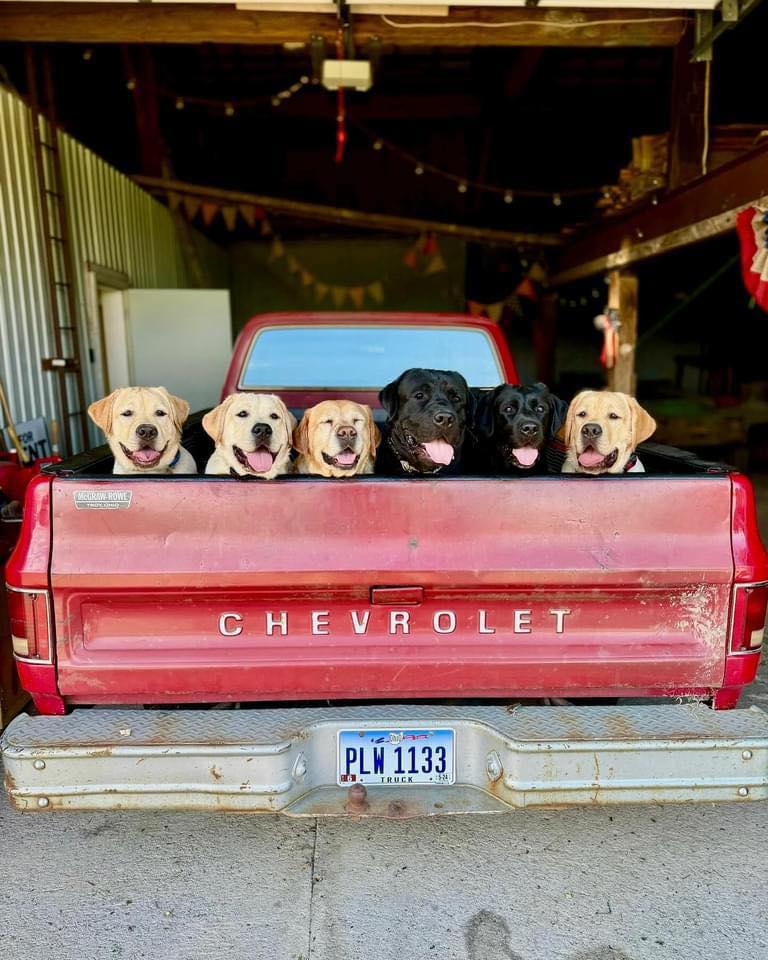 Ducky Labradors in Ohio | Labrador Retriever puppies | Good Dog
