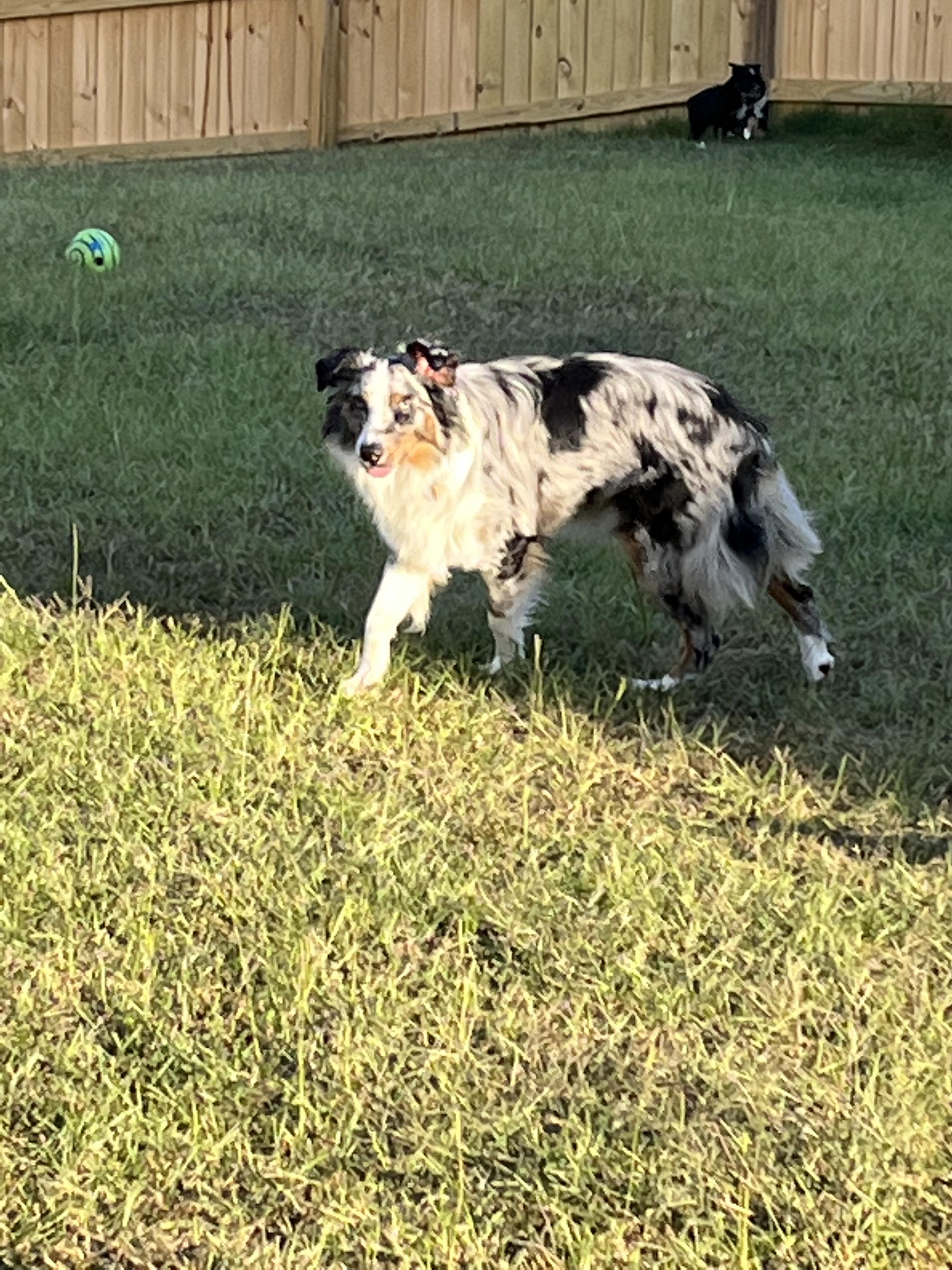 Sweet N Sassy Australian Shepherds in South Carolina | Miniature ...