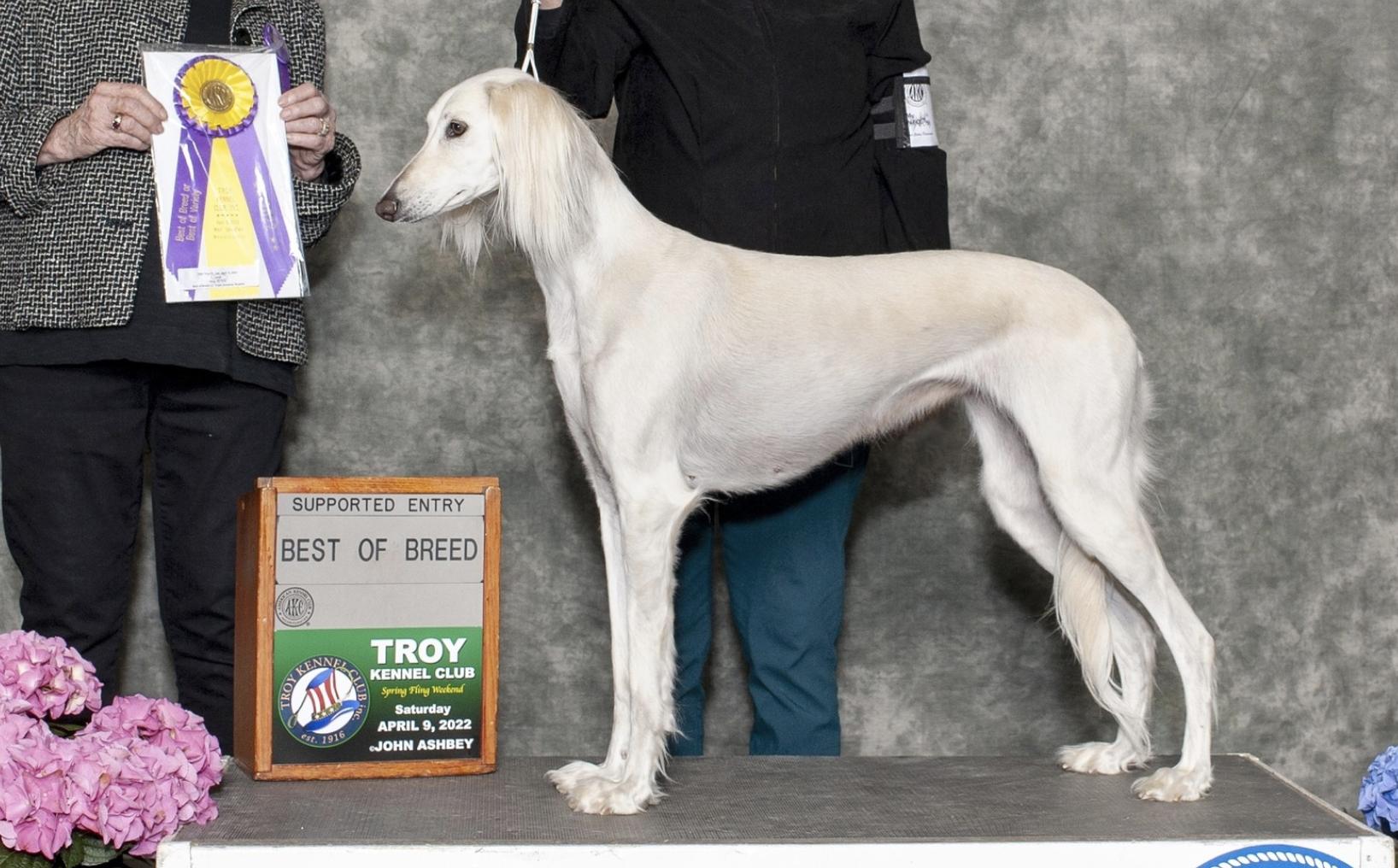 Tamarisk Salukis in Massachusetts | Saluki puppies | Good Dog