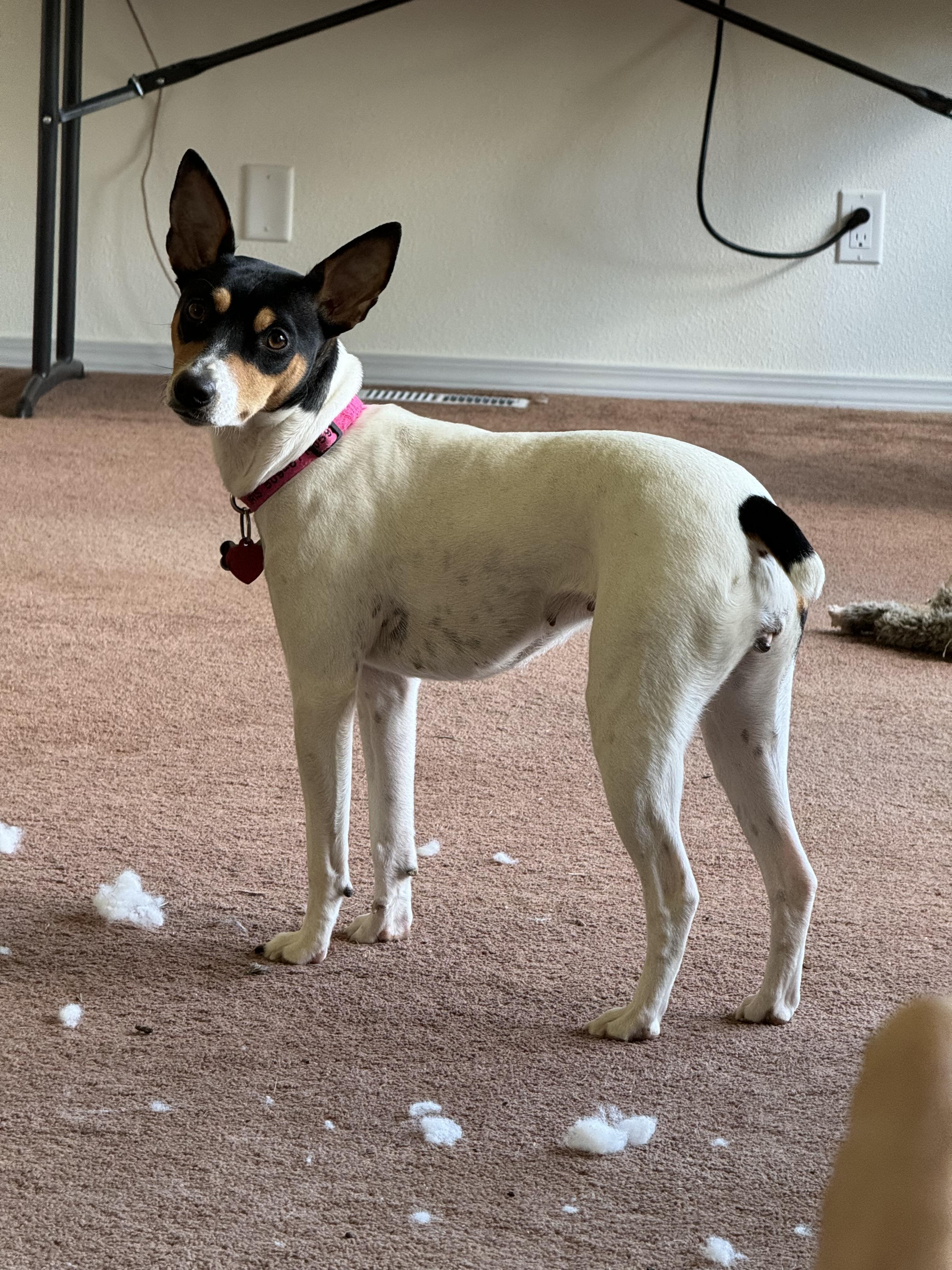 Kelly’s Ratters in Washington | Rat Terrier puppies | Good Dog