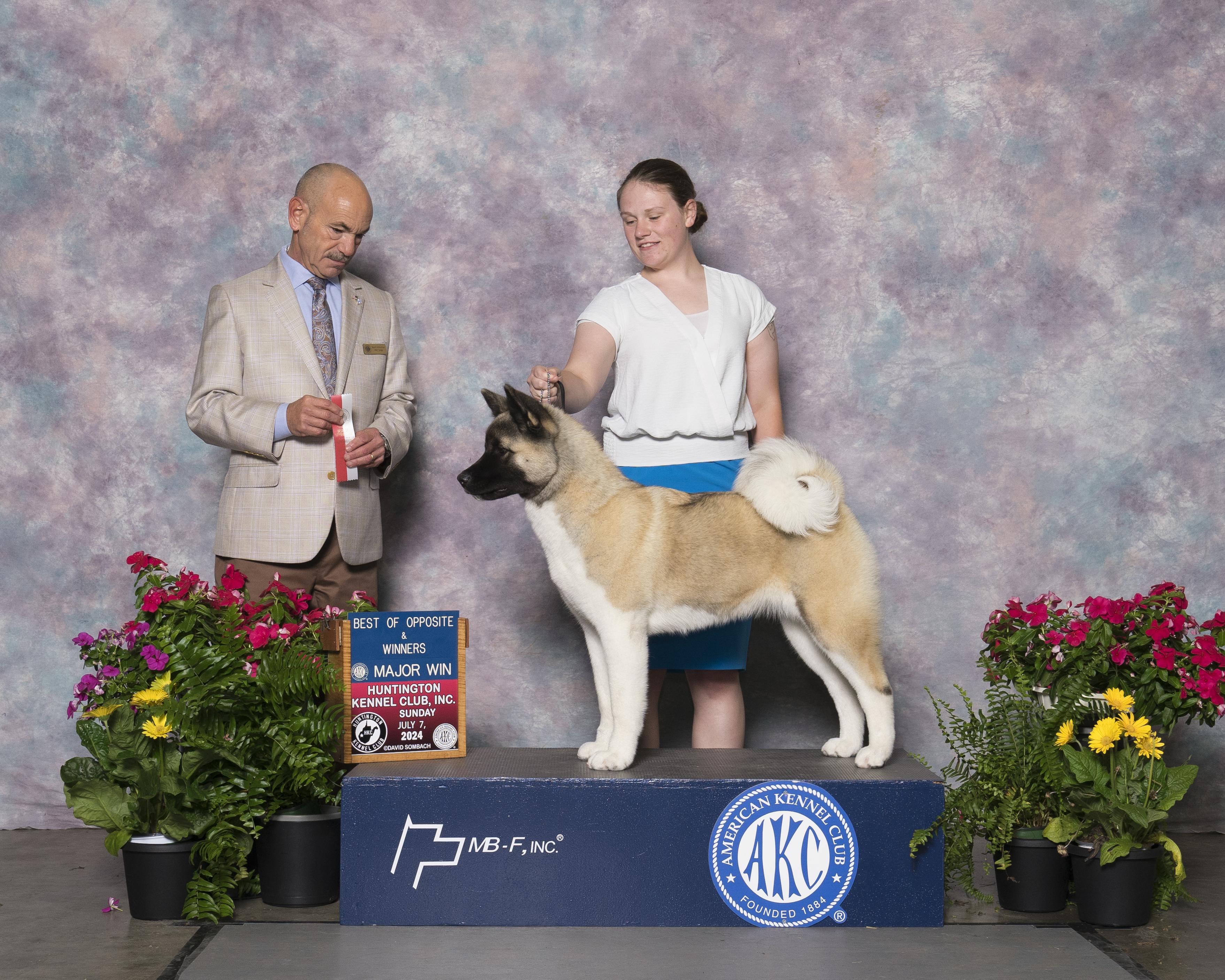 RiverRock Akitas in Ohio | Akita puppies | Good Dog