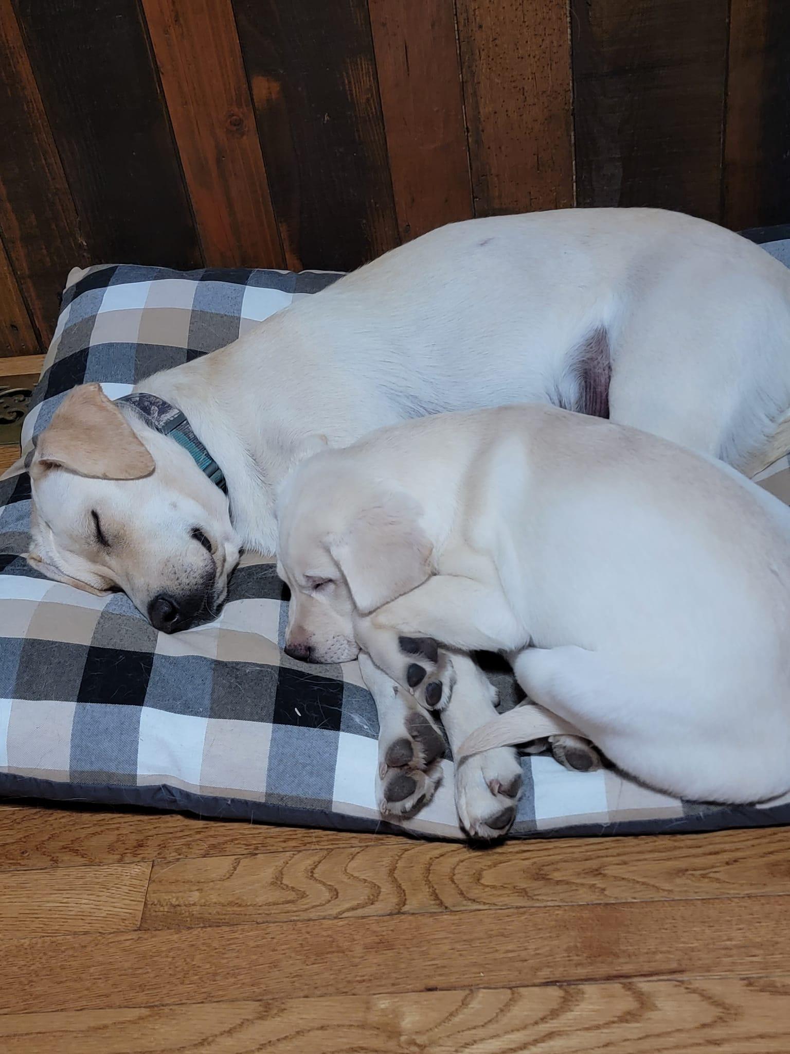 Heart of Montana Labradors in Montana | Labrador Retriever puppies ...