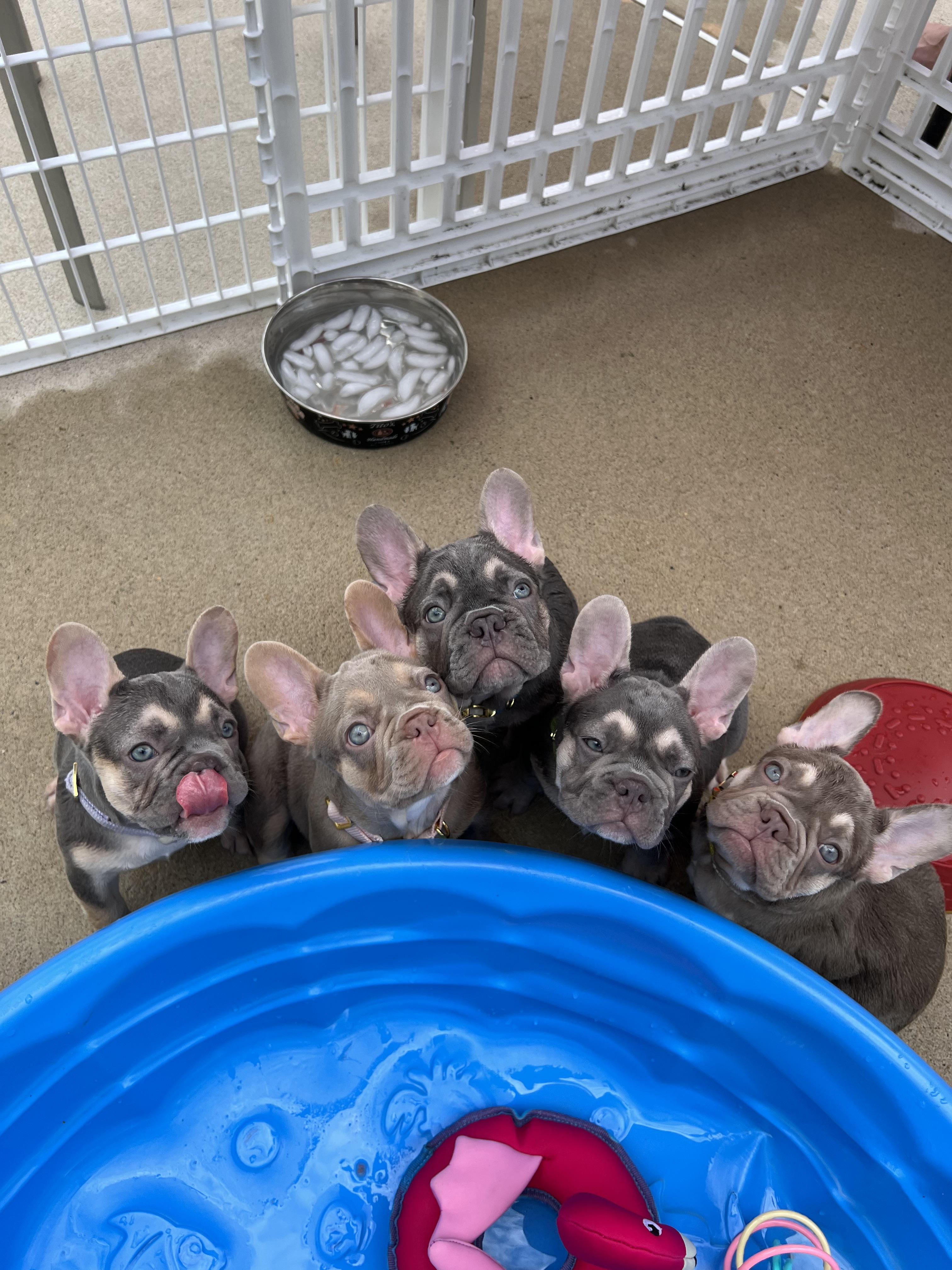 Tuff Paws Frenchies in New Jersey | French Bulldog puppies | Good Dog