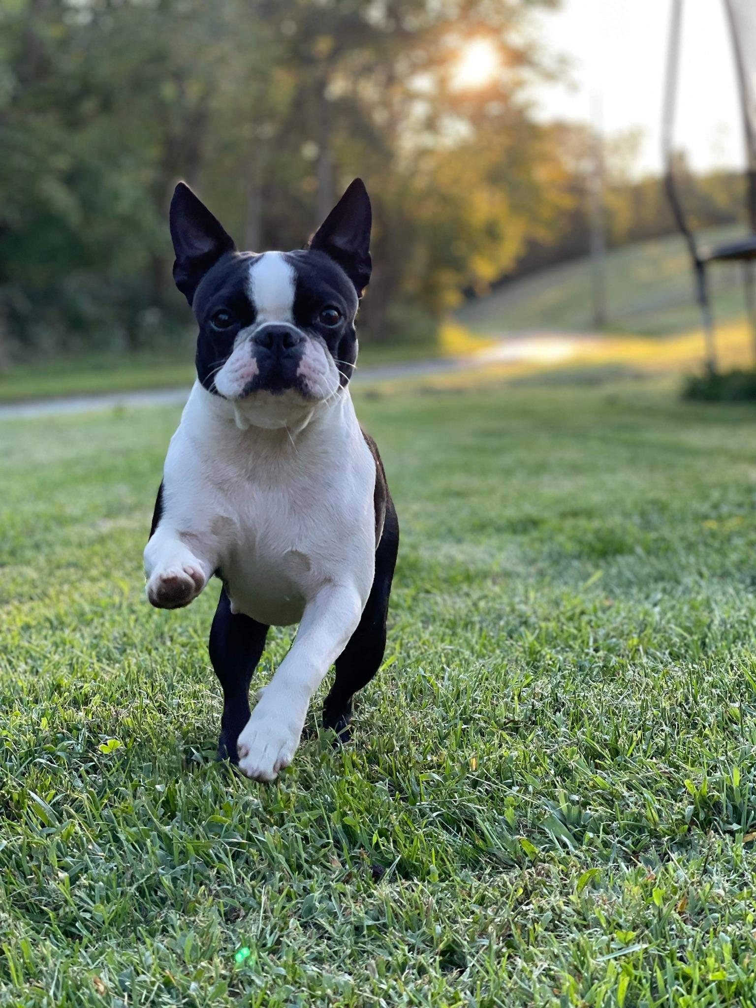 Graceful Paws in Kentucky | Boston Terrier puppies | Good Dog