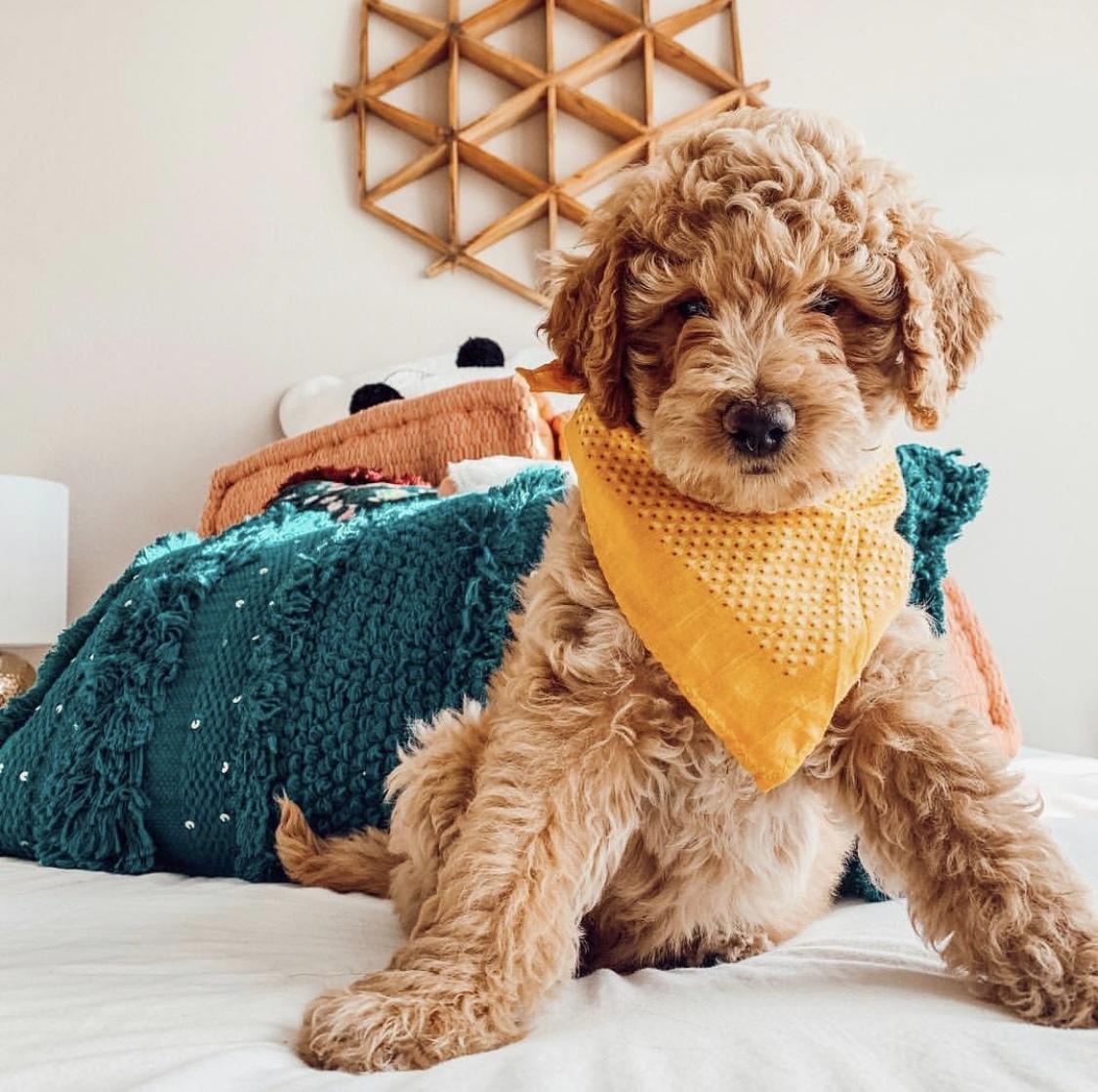 Vintage Doodles in Texas | Goldendoodle puppies | Good Dog