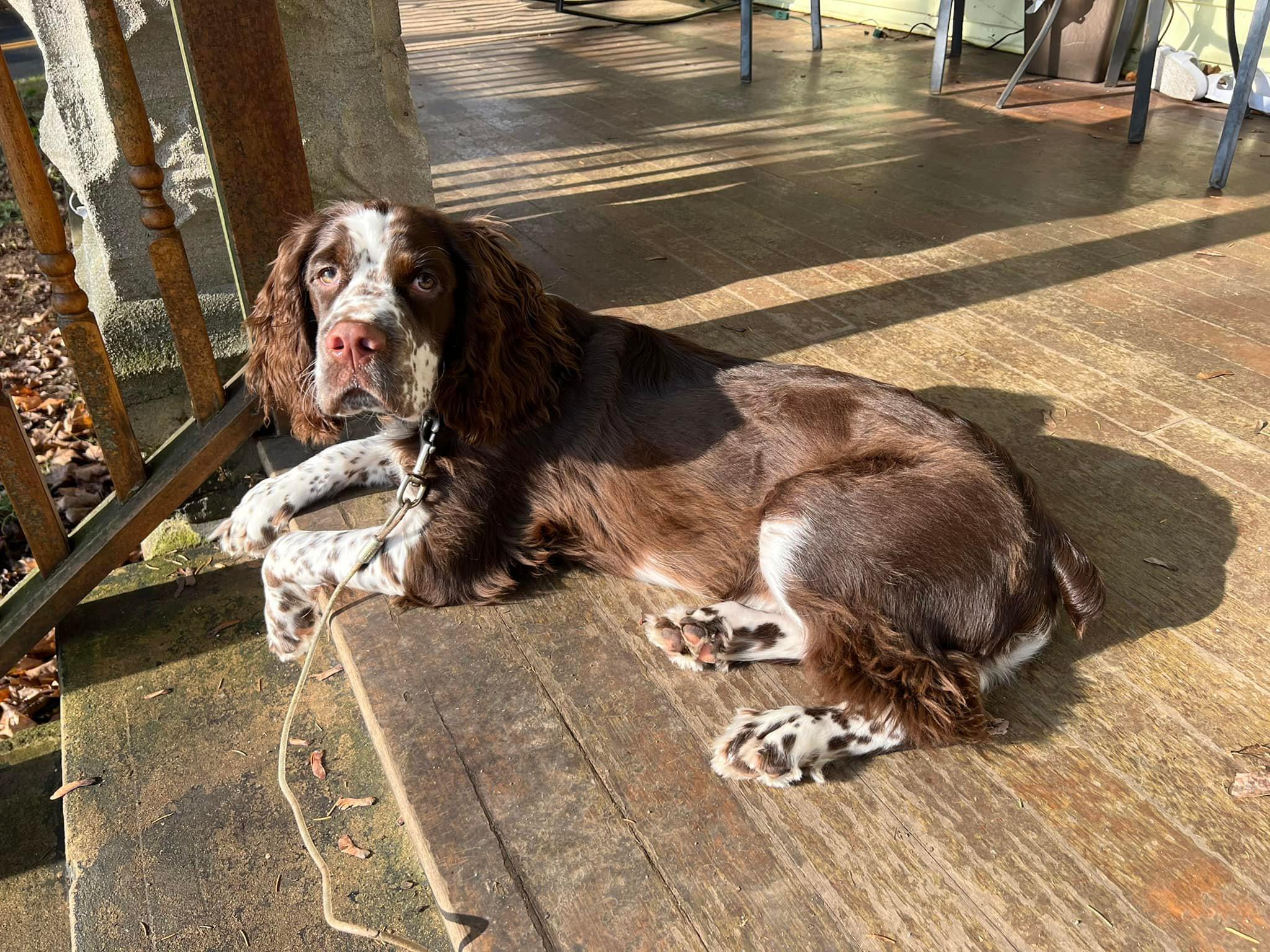 Wolfe Clan English Springer Spaniels in North Carolina | English ...