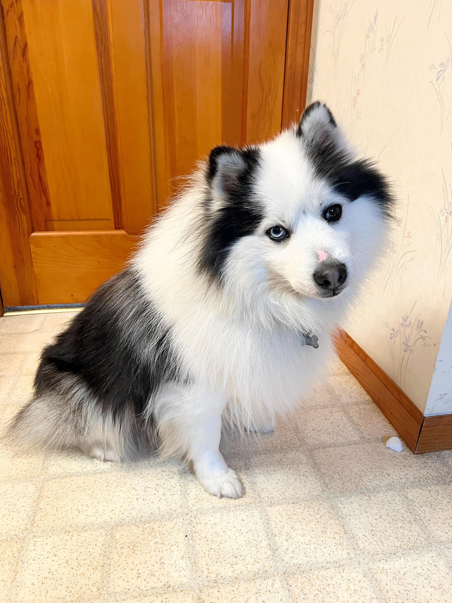 Til Vallahallar Pomskies in Michigan | Pomsky puppies | Good Dog