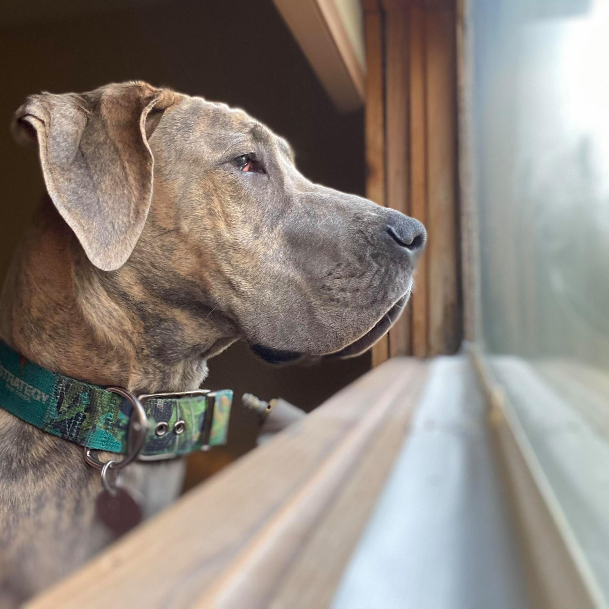 Last Frontier Great Danes in Alaska | Great Dane puppies | Good Dog