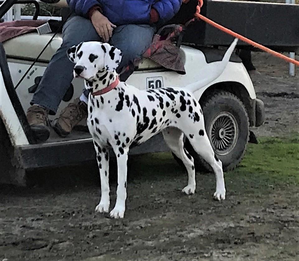 Gateway Farm Dalmatians in California | Dalmatian puppies | Good Dog