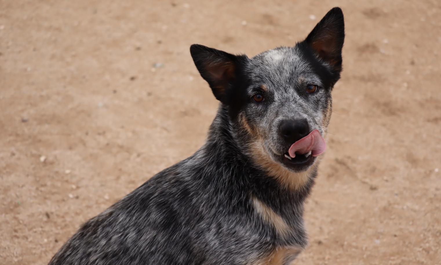 Socattleranch’s Corgi’s in Arizona | Australian Cattle Dog and Pembroke ...