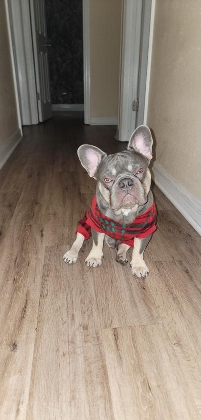 Boujee Bullys in Florida | French Bulldog puppies | Good Dog