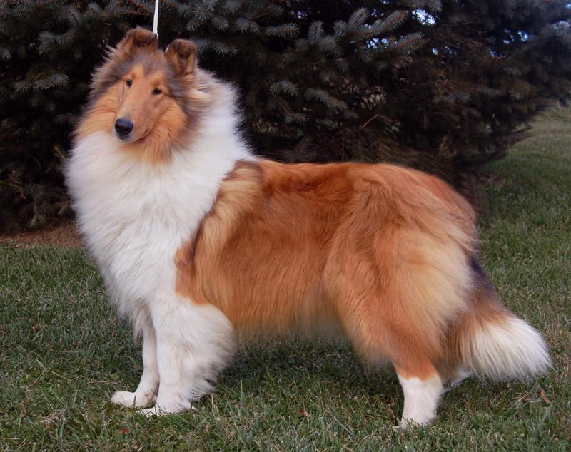 Pleasant Acre Collies in Pennsylvania | Collie puppies | Good Dog