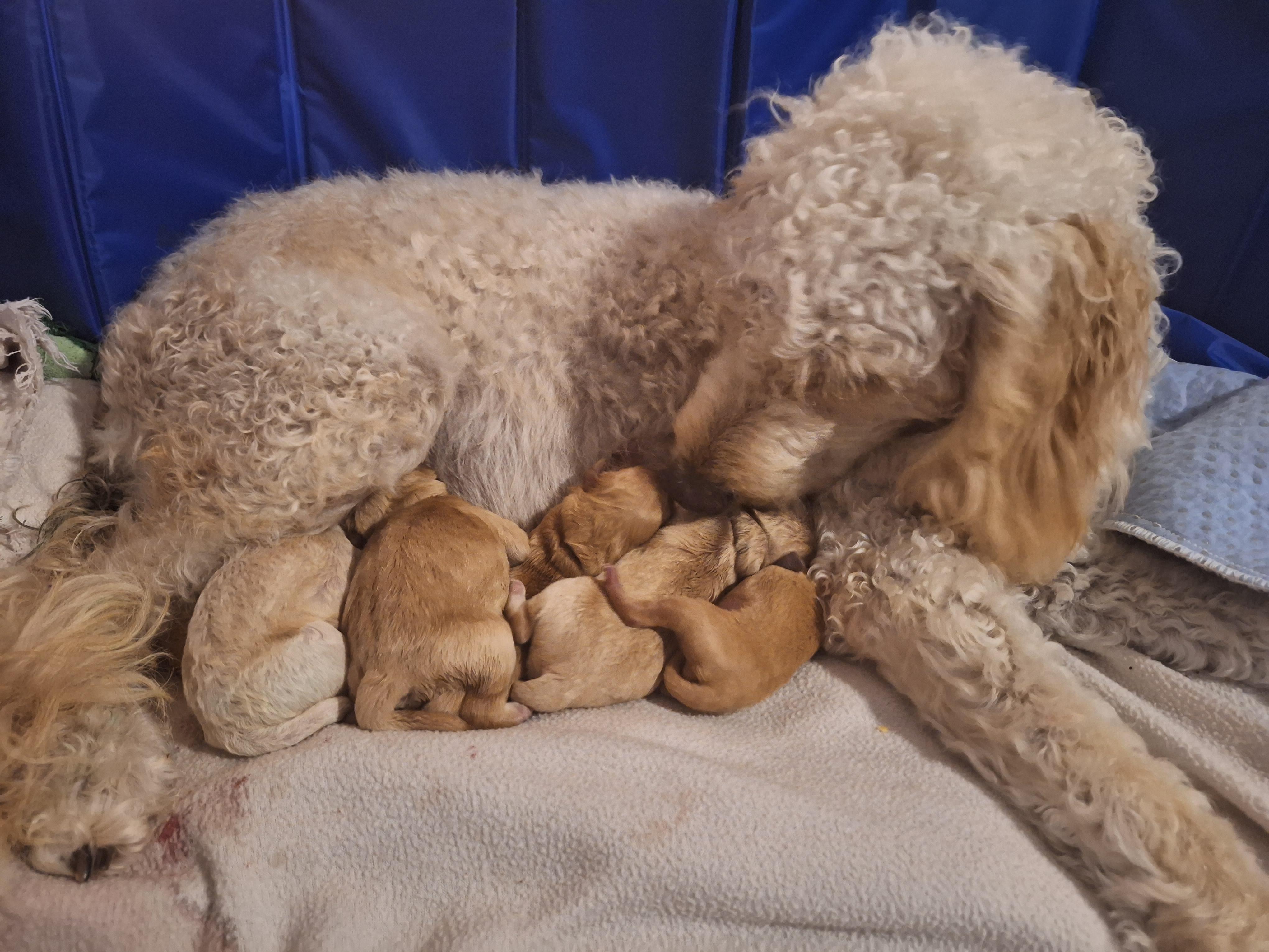 3 Willows Doodles in Montana | Goldendoodle puppies | Good Dog