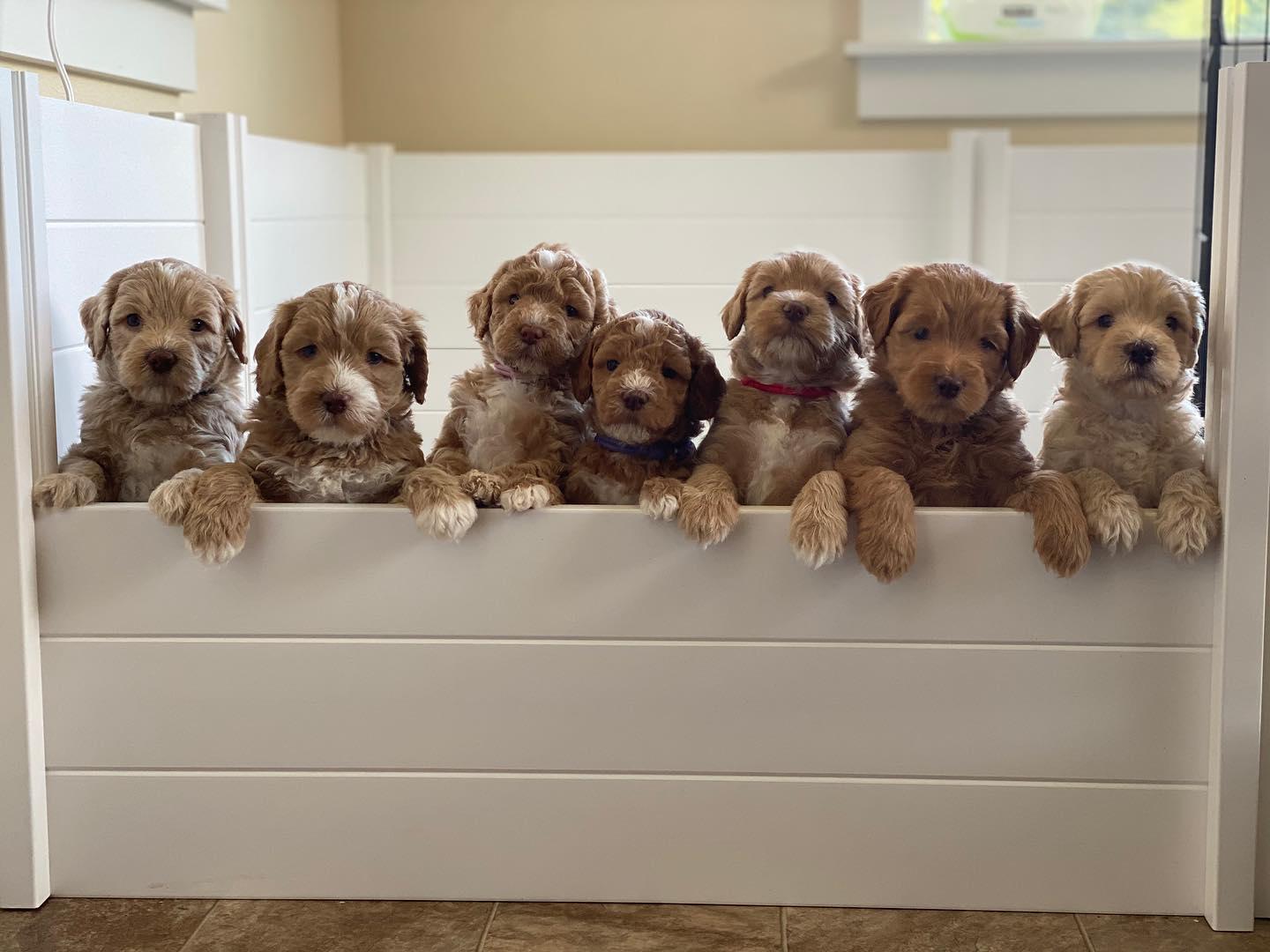 Auburn Sky Labradoodles in Oregon | Labradoodle and Australian ...