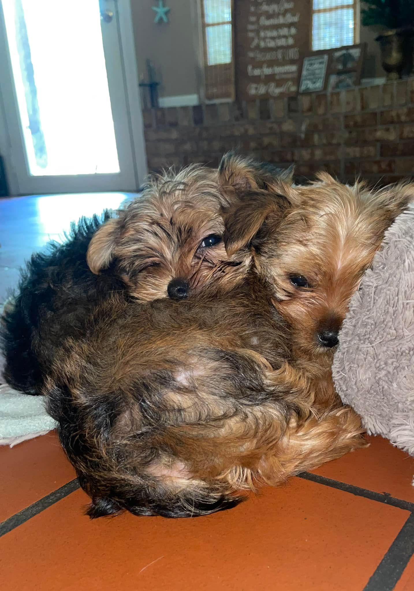 Forever Blessed Yorkies in Florida | Yorkshire Terrier puppies | Good Dog