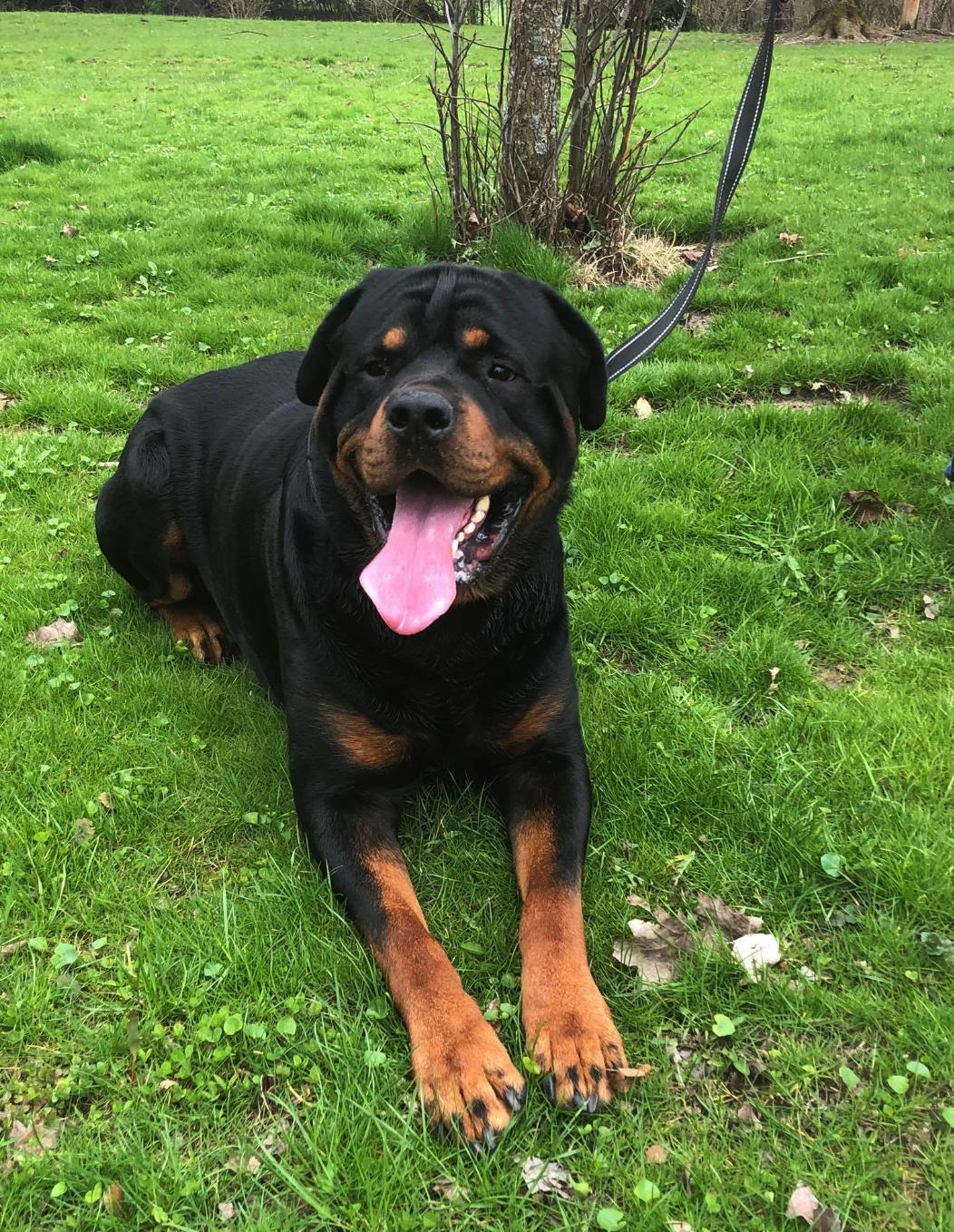 Pushing Performance Rottweilers in Ohio | Rottweiler puppies | Good Dog