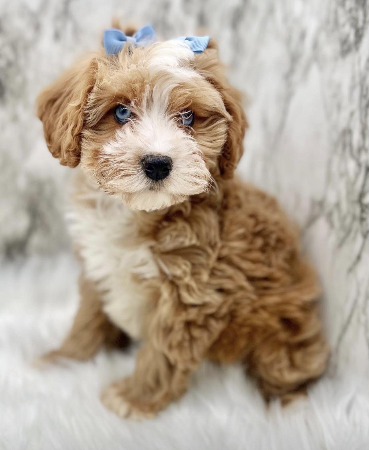 Liberty Acres of Ohio in Ohio | Bernedoodle, Cavapoo, Goldendoodle or ...