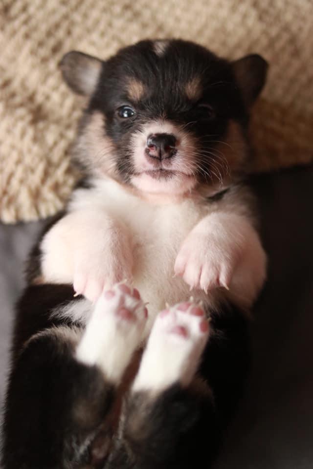 Off Road Ranch Corgis in California | Pembroke Welsh Corgi puppies ...