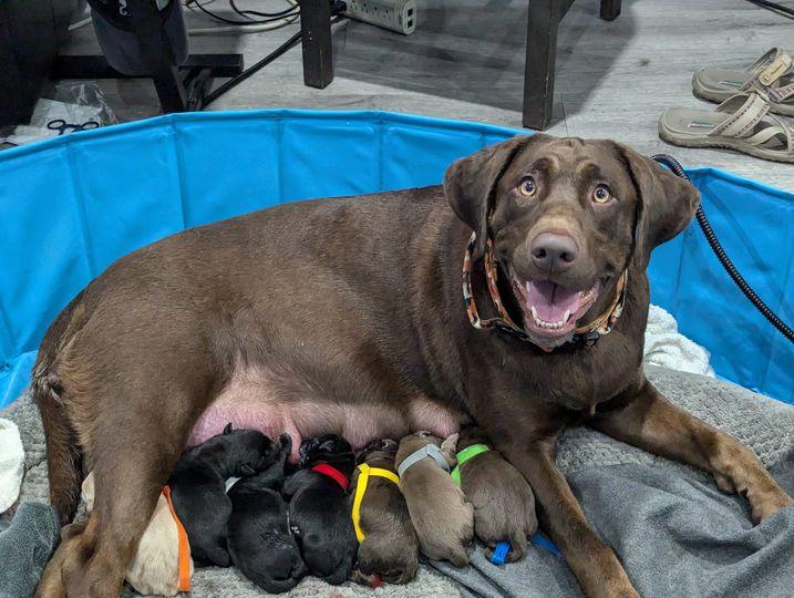 Starfire Labradors in California | Labrador Retriever puppies | Good Dog