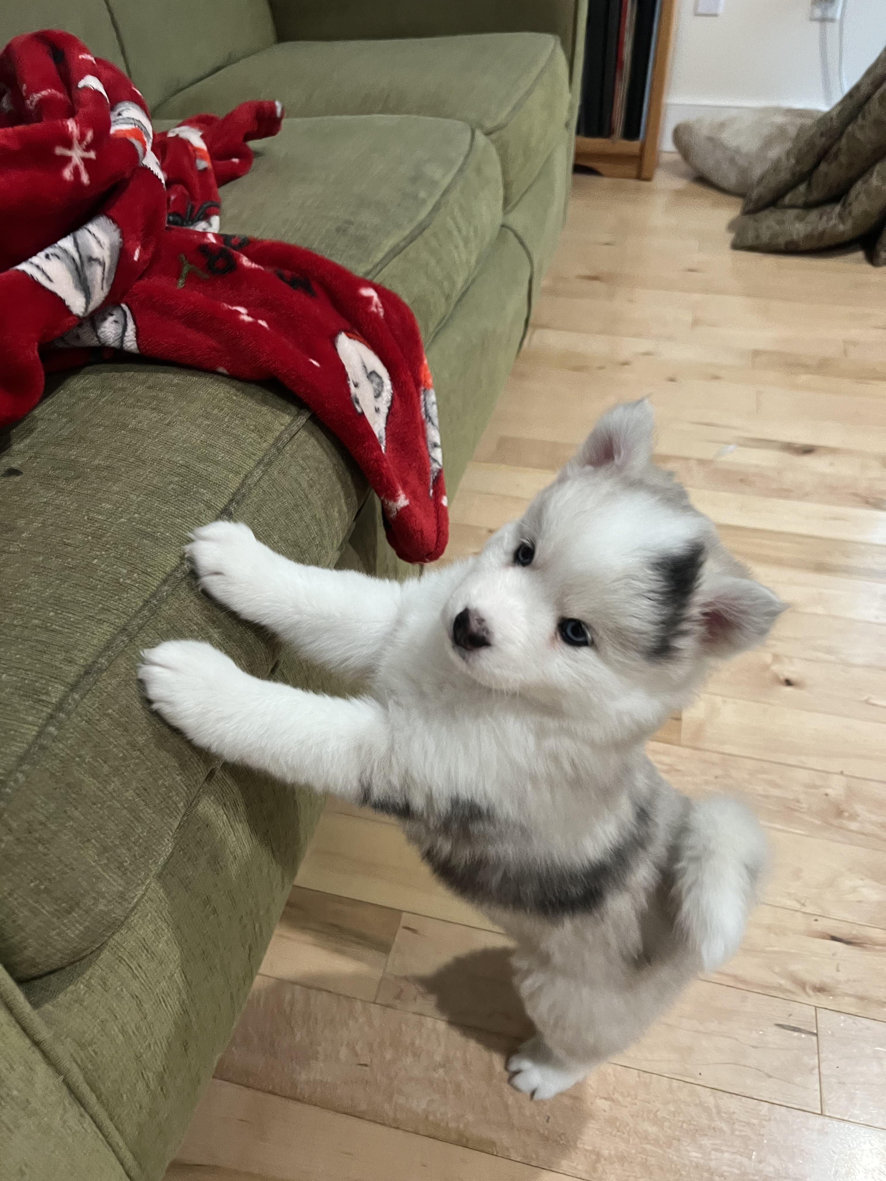 Granite State Pomskies in New Hampshire | Pomsky puppies | Good Dog