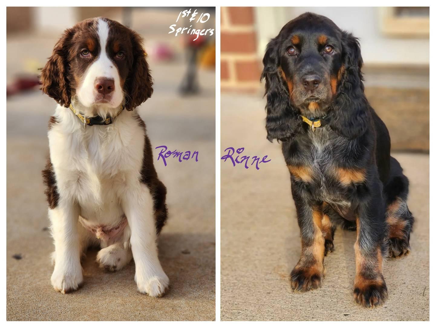 First and Ten Springer Spaniels in Tennessee | English Springer Spaniel ...