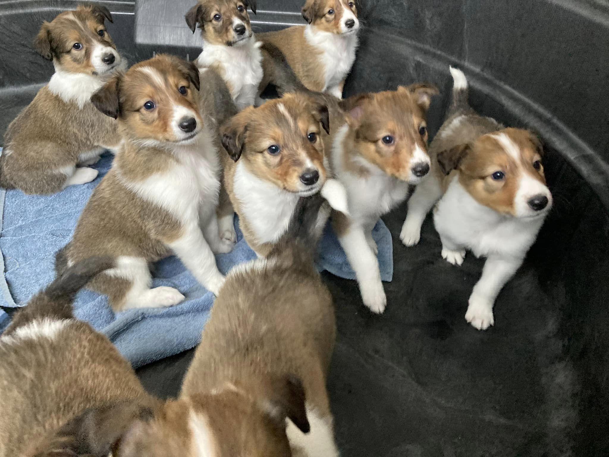Storybook Farm Collies in Minnesota | Old Time Scotch Collie puppies ...