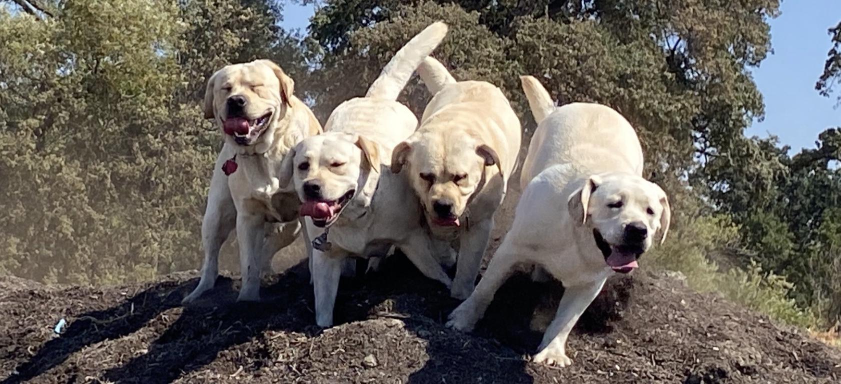 Teresa Ferrell-Frazier's Labrador Retrievers in California | Labrador Retriever puppies | Good Dog