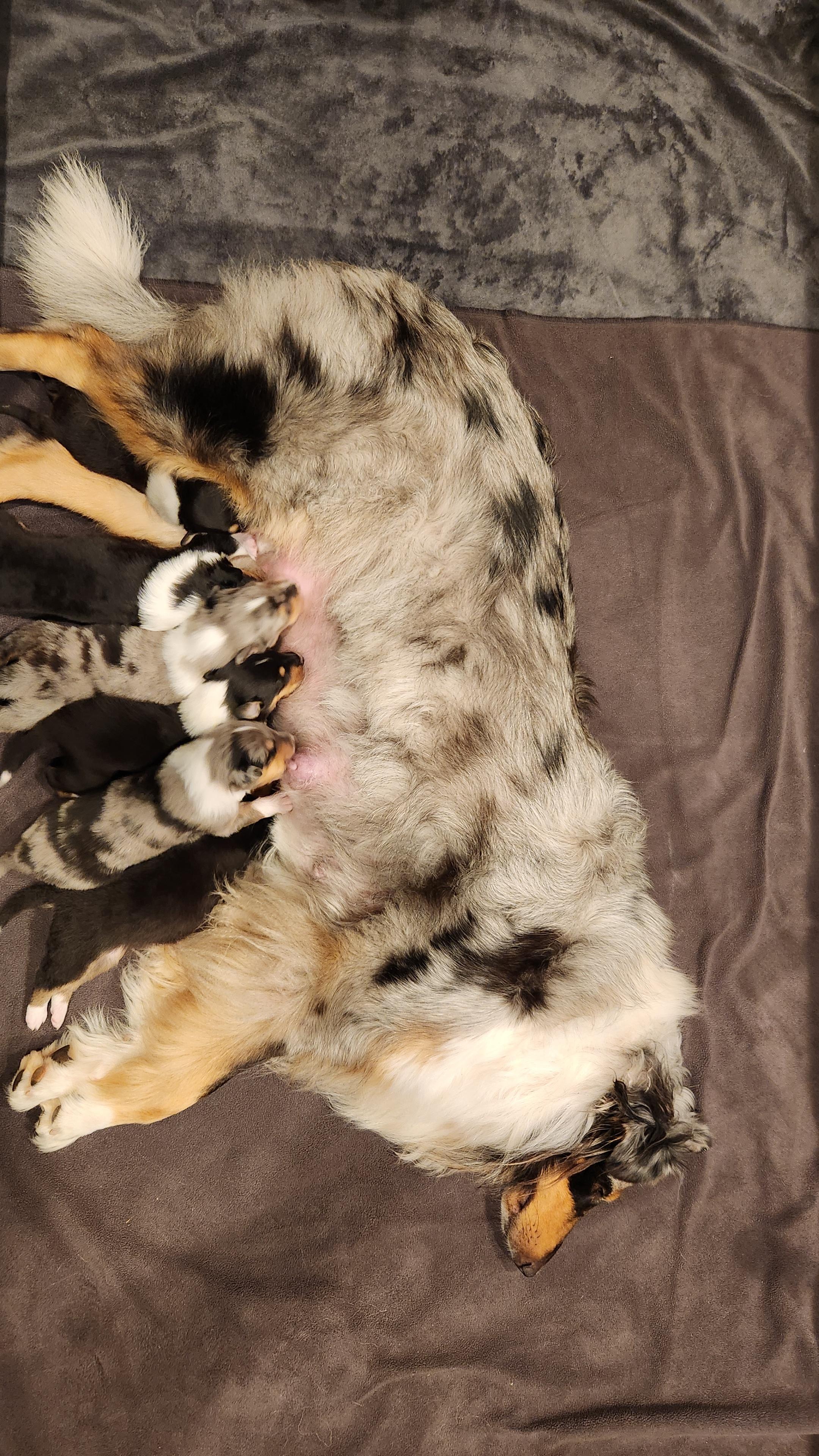 Pond View Collies in Wisconsin | Collie puppies | Good Dog