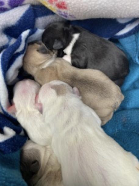 Piere Pups in California | French Bulldog puppies | Good Dog