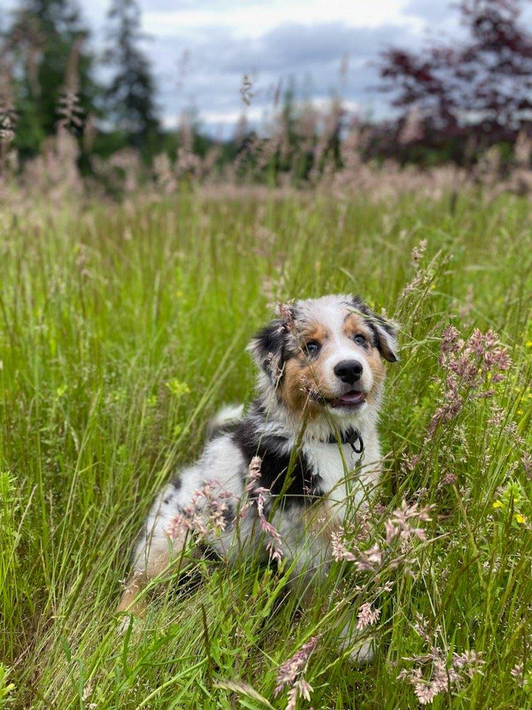 Windy City Aussies in Oregon | Australian Shepherd puppies | Good Dog