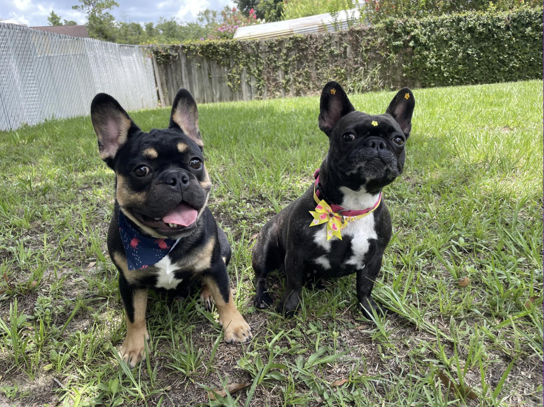 Tiny Besties in Florida | French Bulldog puppies | Good Dog