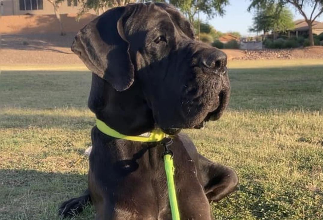 Valley Great Danes in Arizona | Great Dane puppies | Good Dog