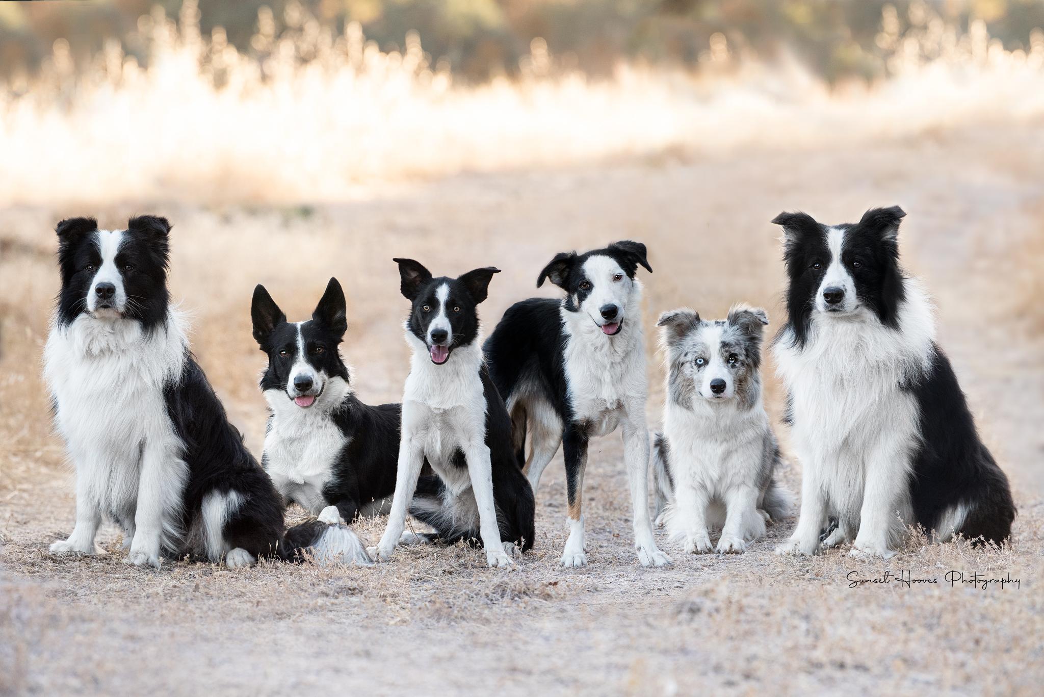 Poindexter Border Collies in California | Border Collie puppies | Good Dog