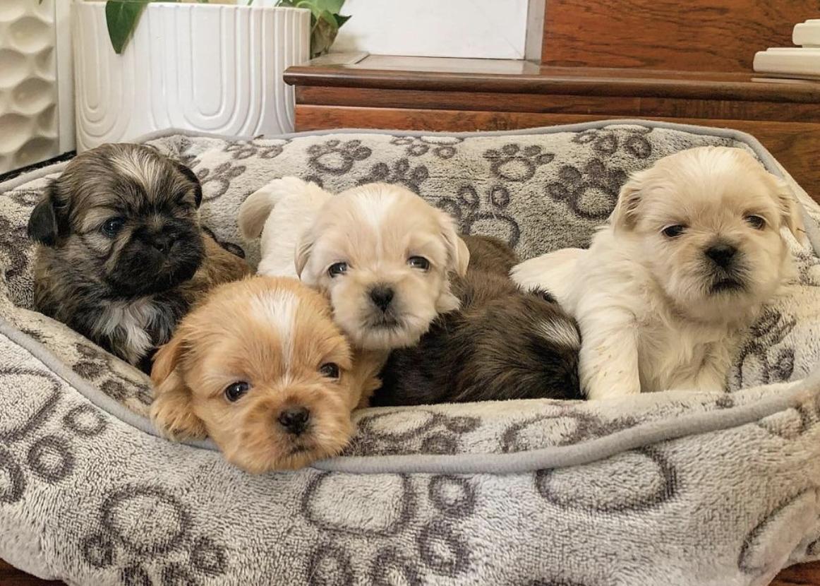 Kerbey's Shih Tzus in California | Shih Tzu puppies | Good Dog