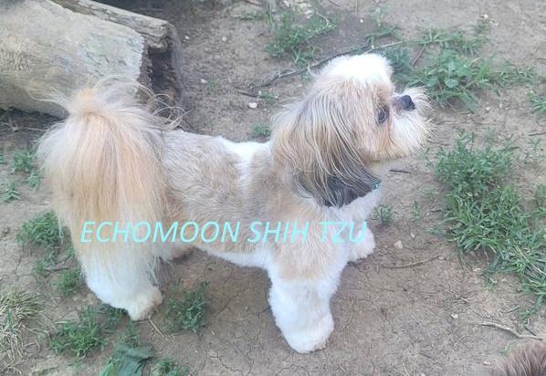 Echomoon Shih Tzu in Missouri | Shih Tzu puppies | Good Dog