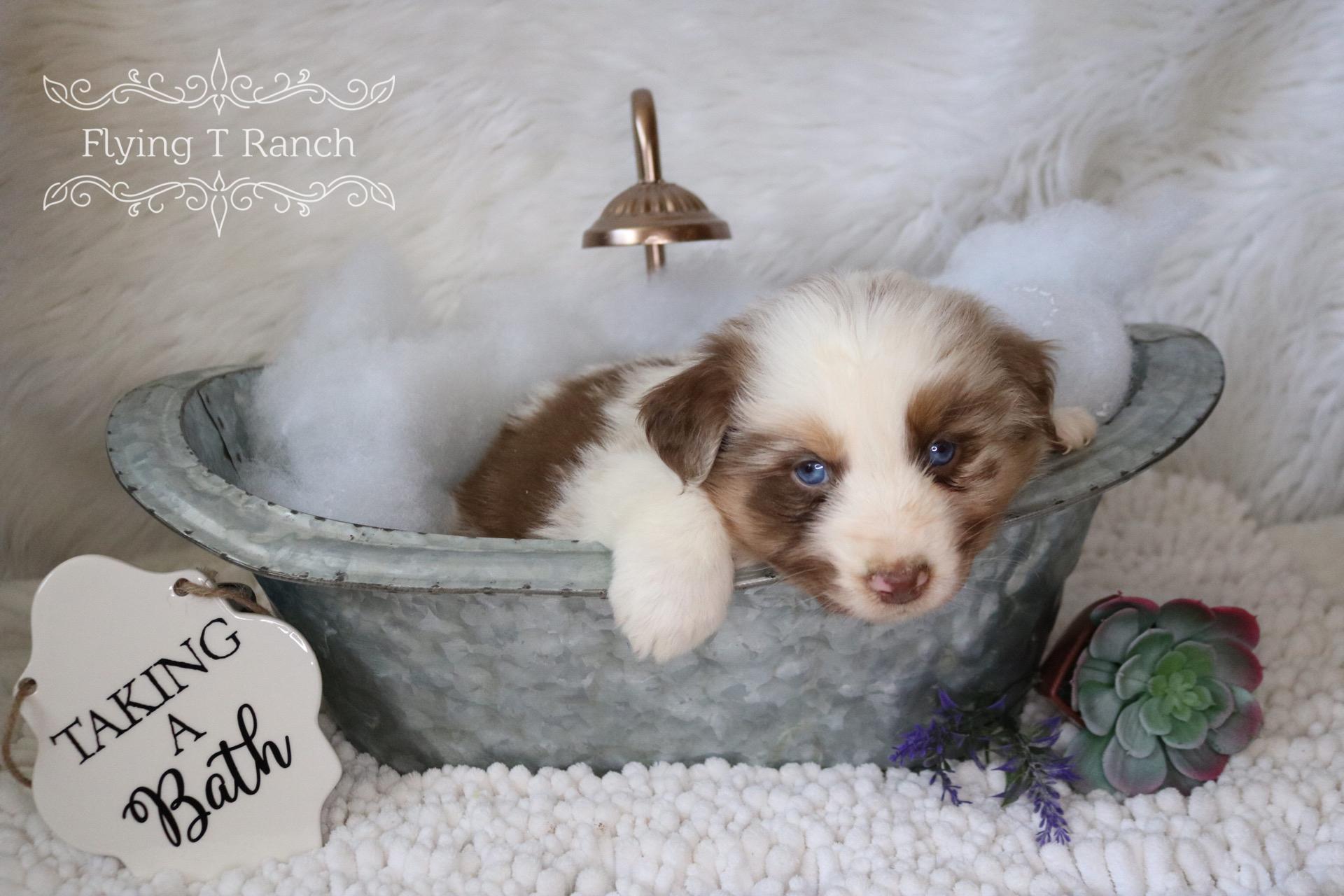 Flying T Ranch in North Carolina | Australian Shepherd puppies | Good Dog
