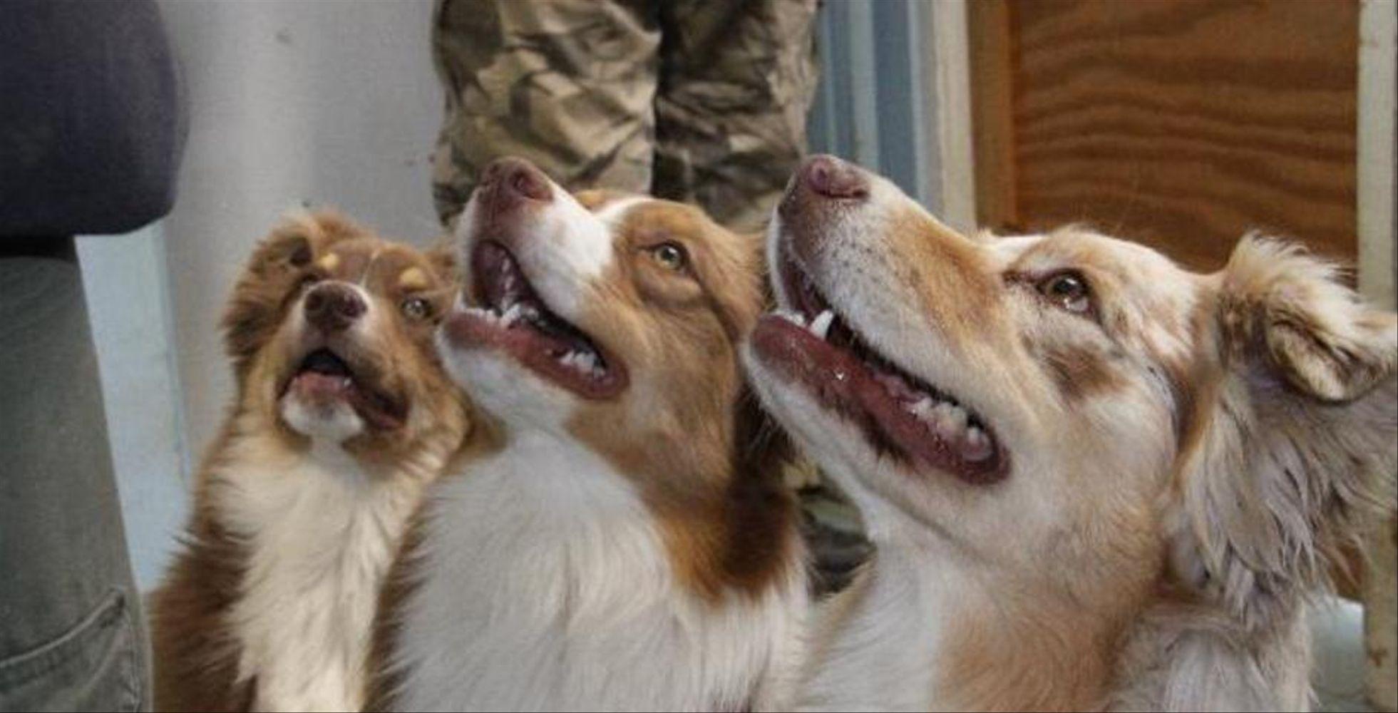 Somewhere in Thyme Aussies in Connecticut | Australian Shepherd puppies ...