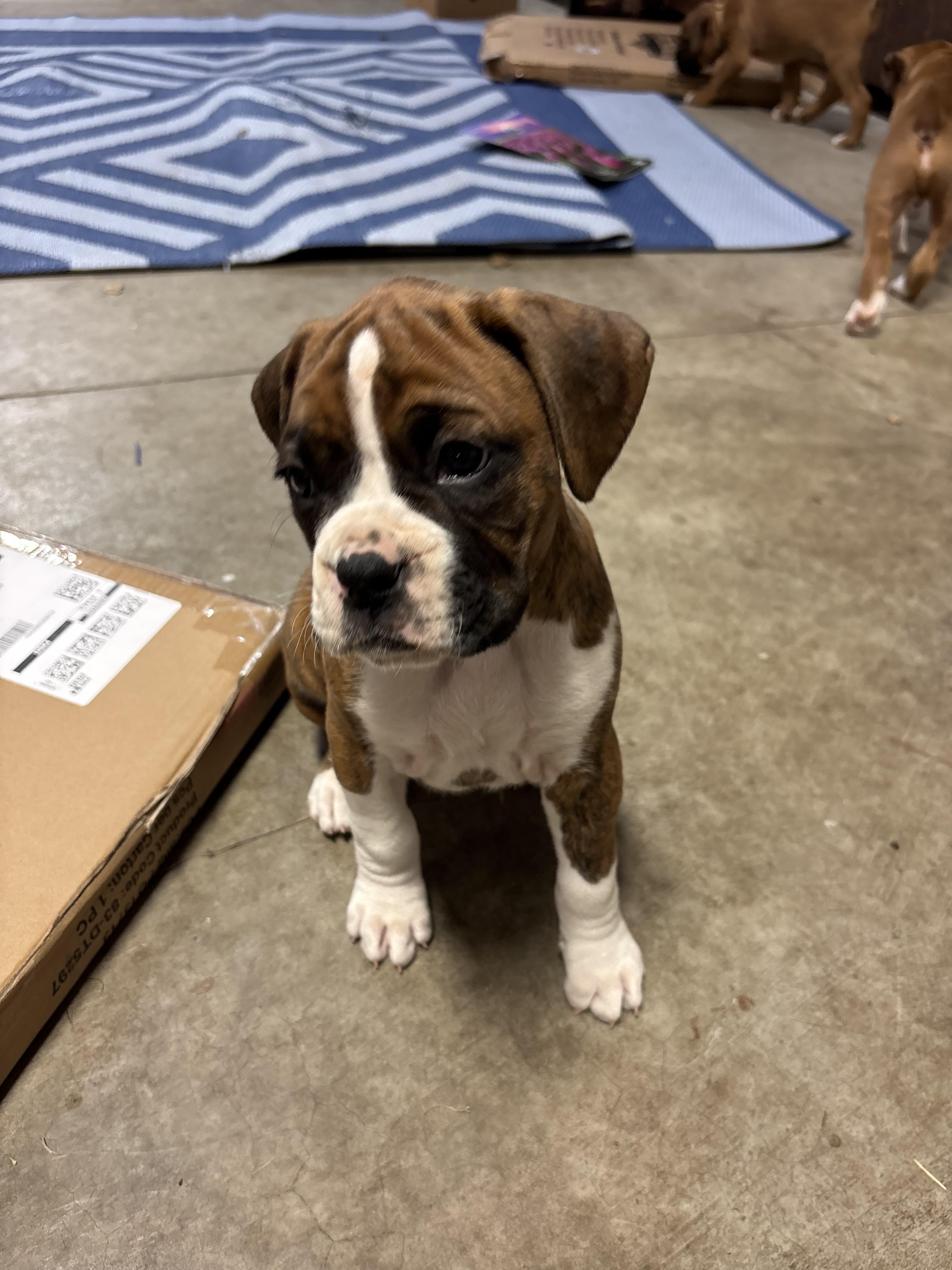 Rocky Mountain Boxers in Idaho | Boxer puppies | Good Dog